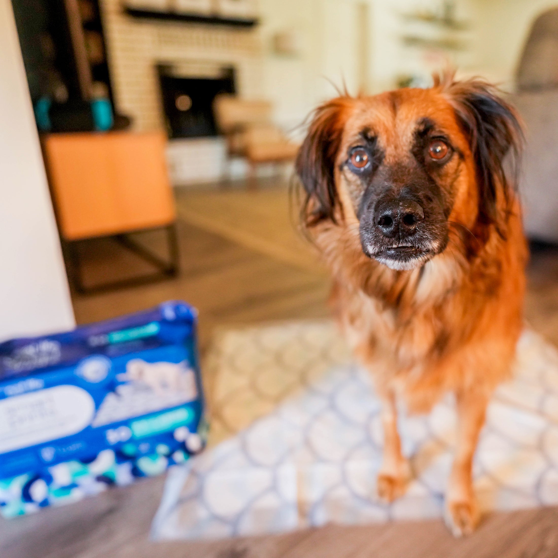 Smart Prints Dog Pads, XXL – Pet Life Unlimited